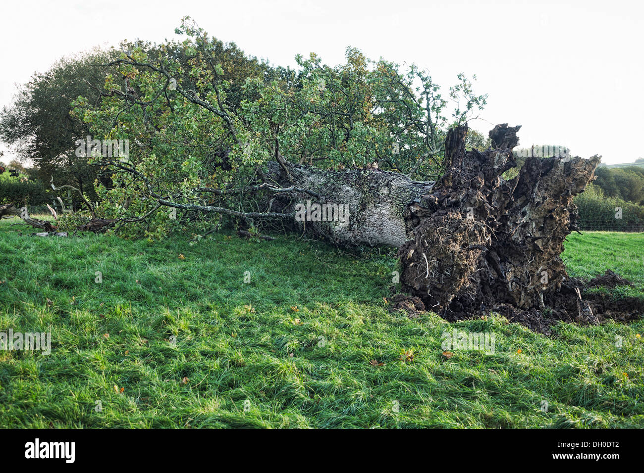 Wind swept trees hi-res stock photography and images - Alamy
