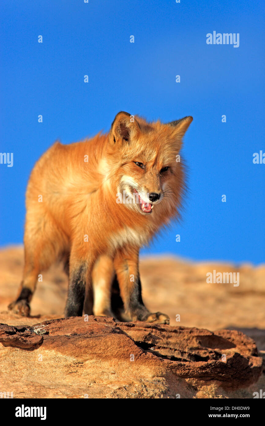 Red Fox (Vulpes vulpes), adult, standing on rocks, captive, Monument ...