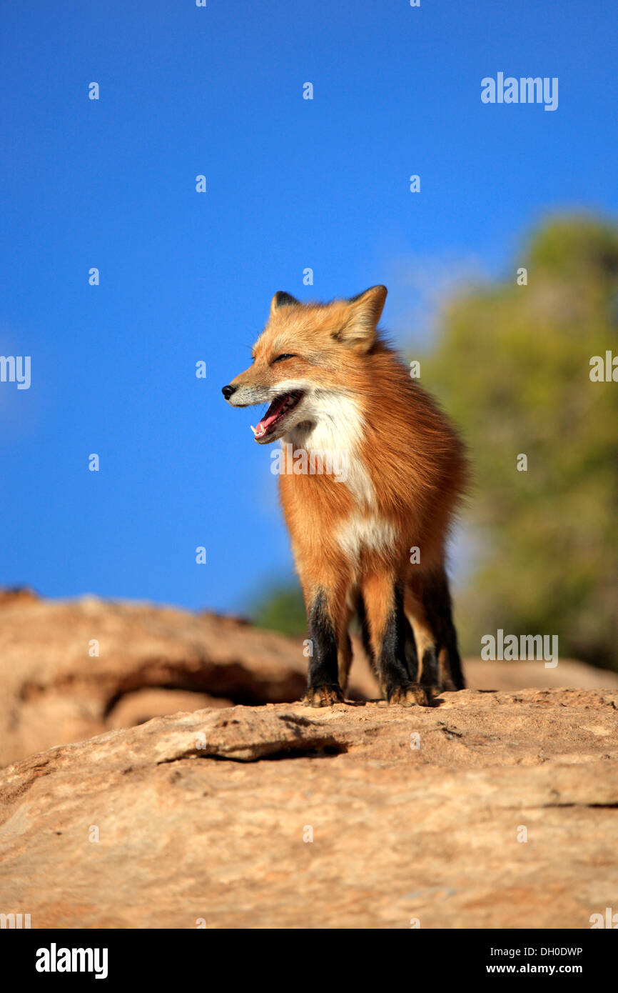 Red Fox (Vulpes vulpes), adult, standing on rocks, captive, Monument ...