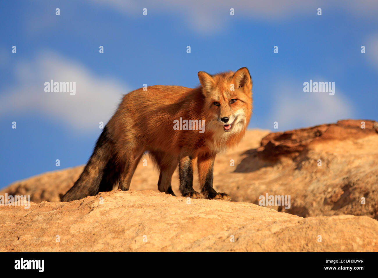 Red Fox (Vulpes vulpes), adult, standing on rocks, captive, Monument ...