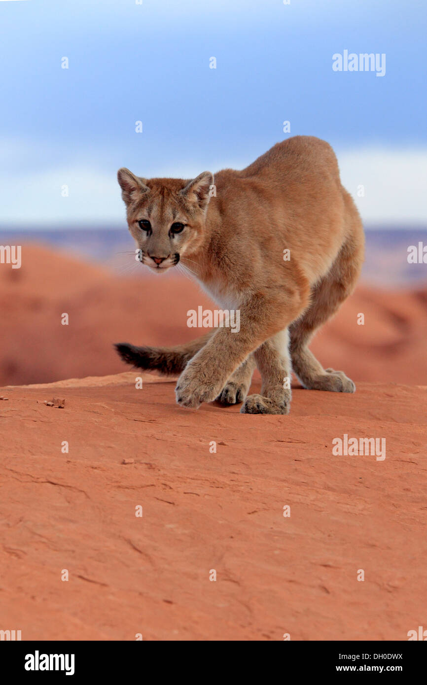 Puma, Cougar or Mountain Lion (Puma concolor) on a rock, adult, captive ...