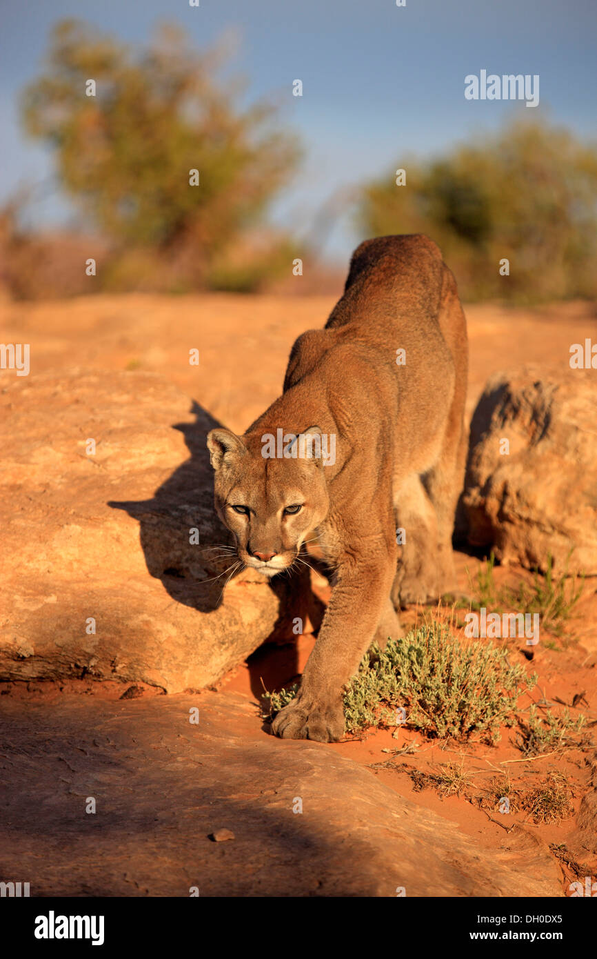 Cougar, Puma or Mountain Lion (Puma concolor), searching for prey ...