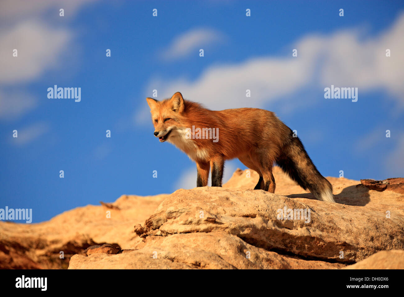 Red fox on rock hi-res stock photography and images - Alamy
