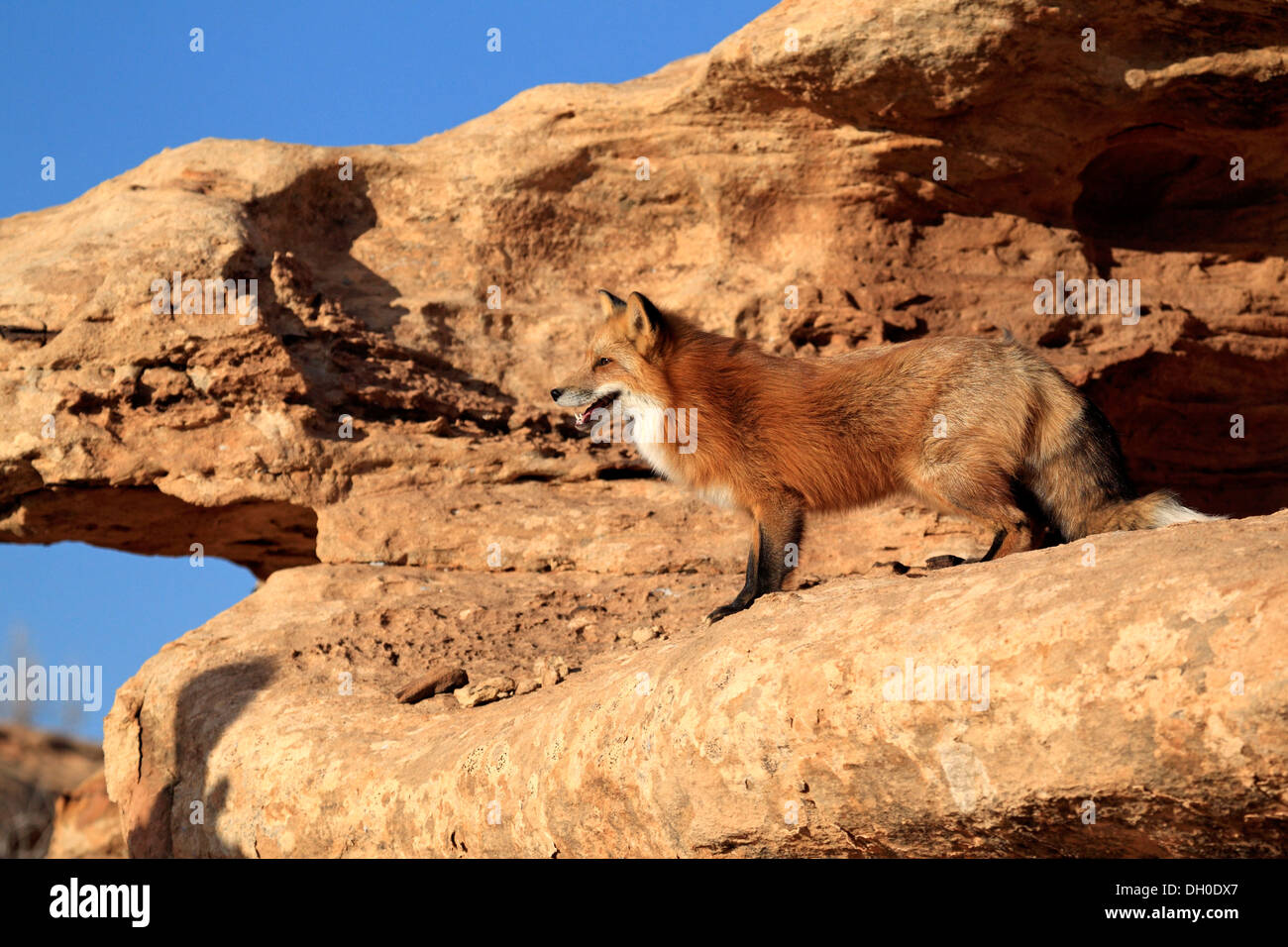 Red Fox (Vulpes vulpes), adult, alert, in canyon, captive, Monument ...