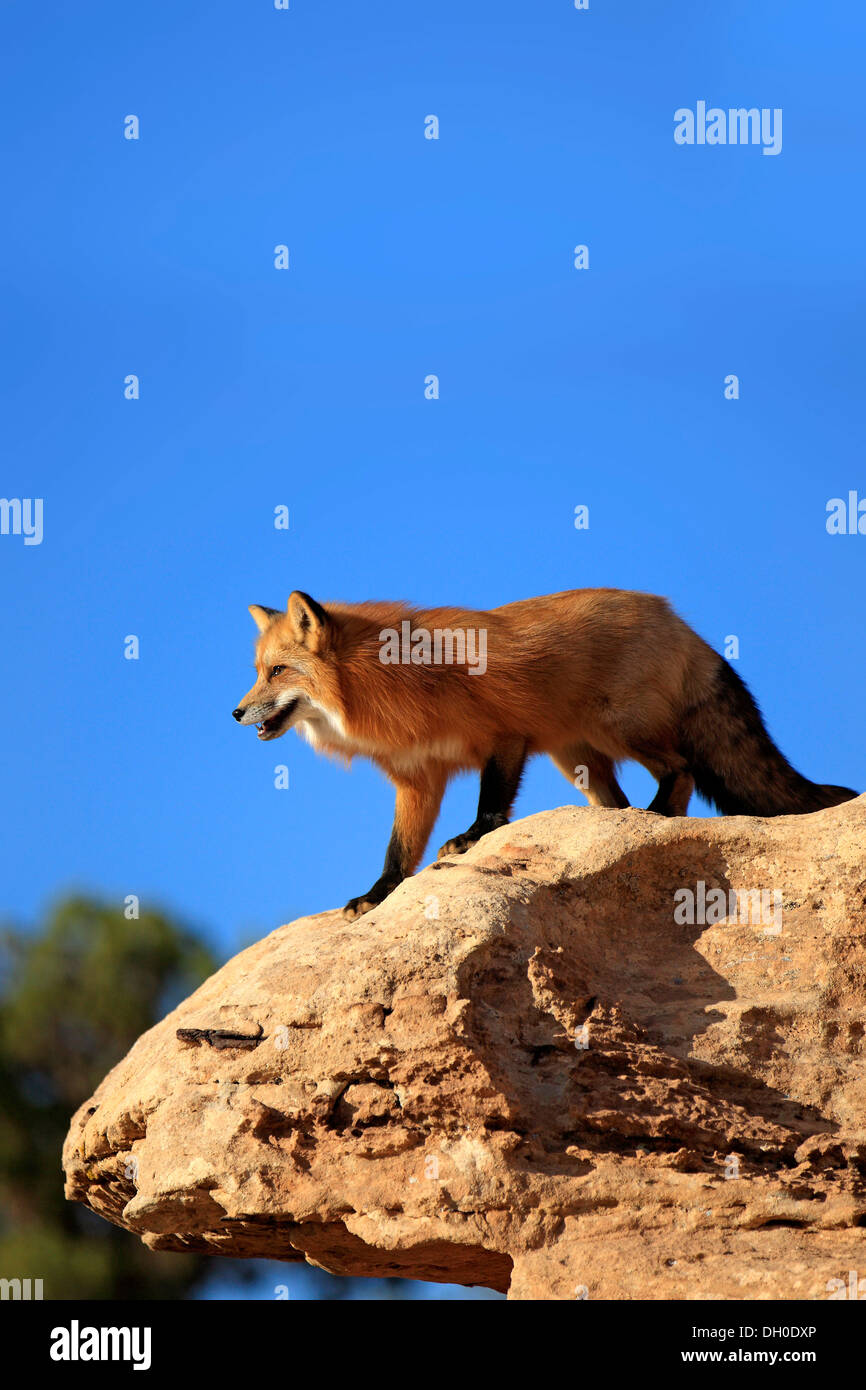 Fox on alert hi-res stock photography and images - Alamy