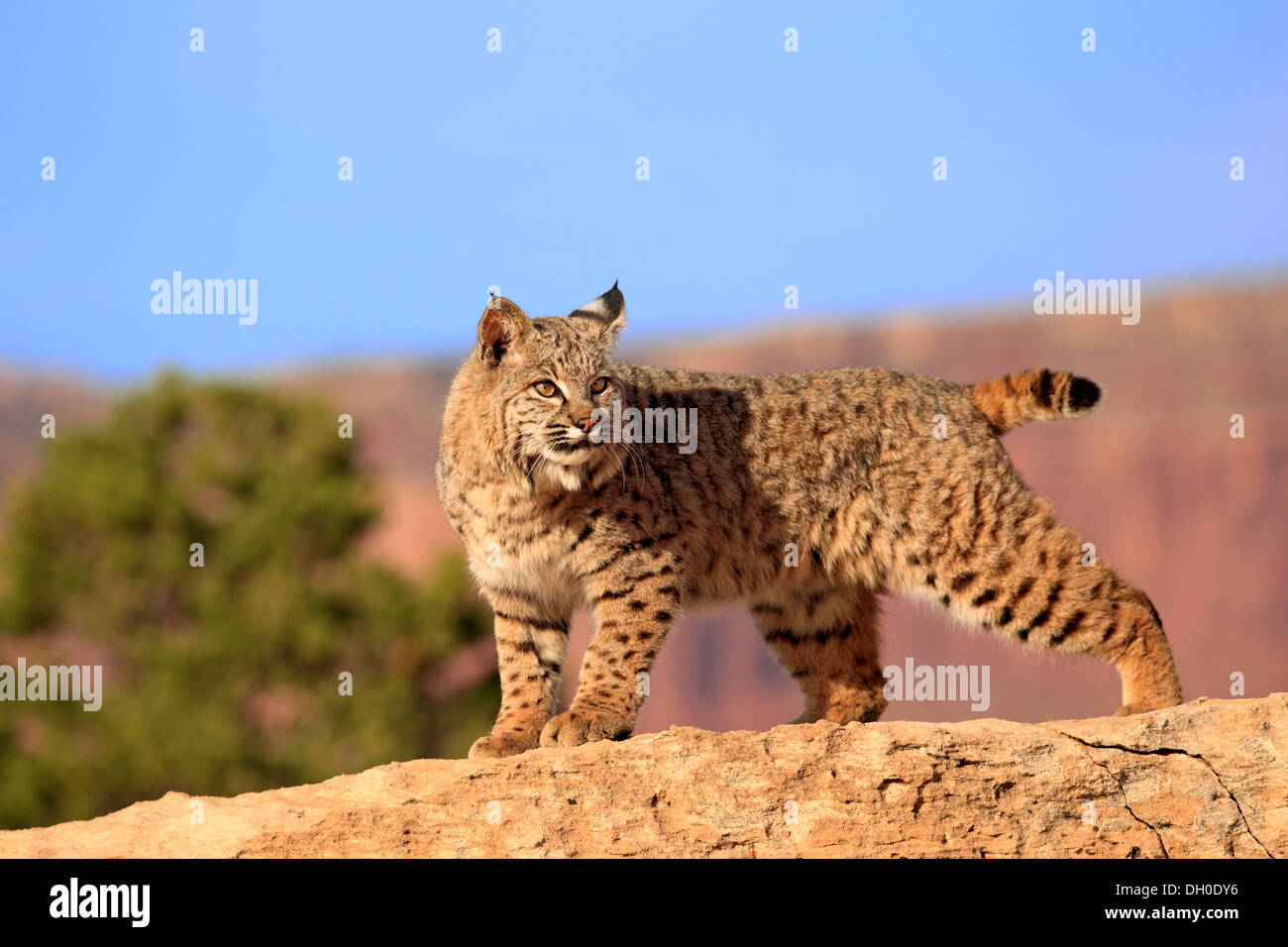 Bobcat Side View High Resolution Stock Photography and Images - Alamy