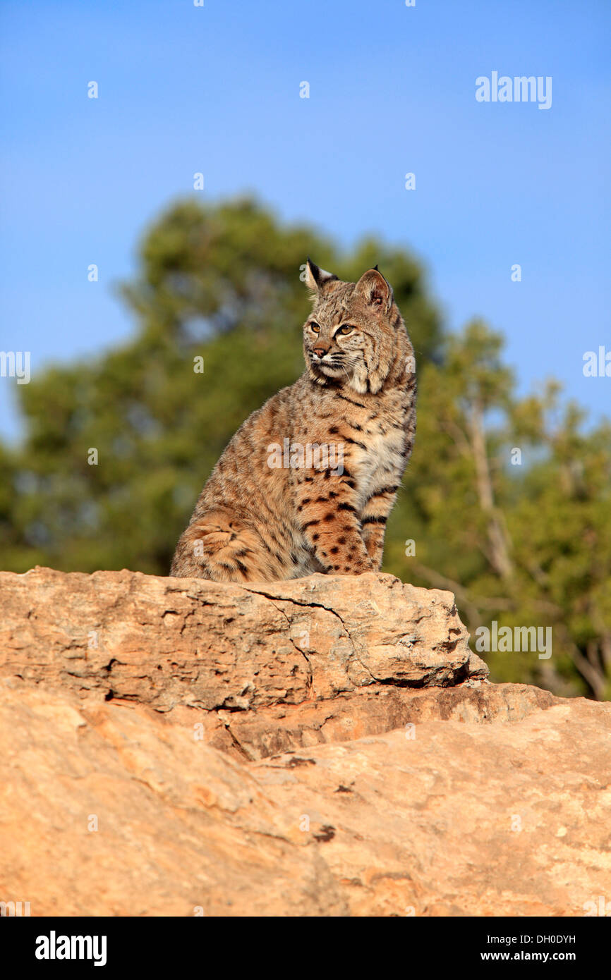 Bobcat (Lynx rufus) sitting on a rock, captive, Monument Valley ...