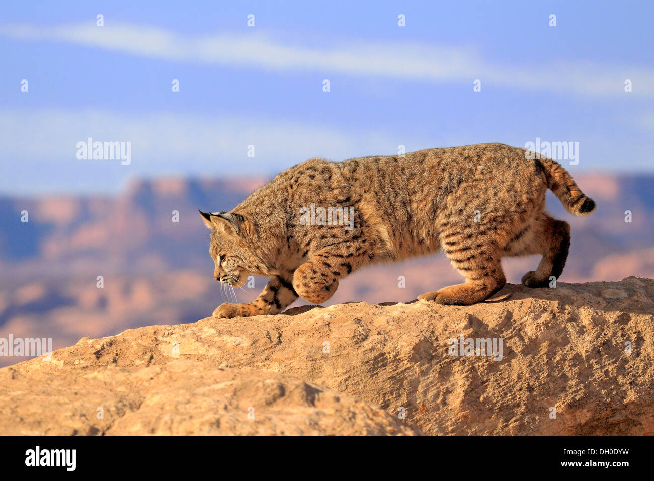 Bobcat lynx rufus hunting hi-res stock photography and images - Alamy
