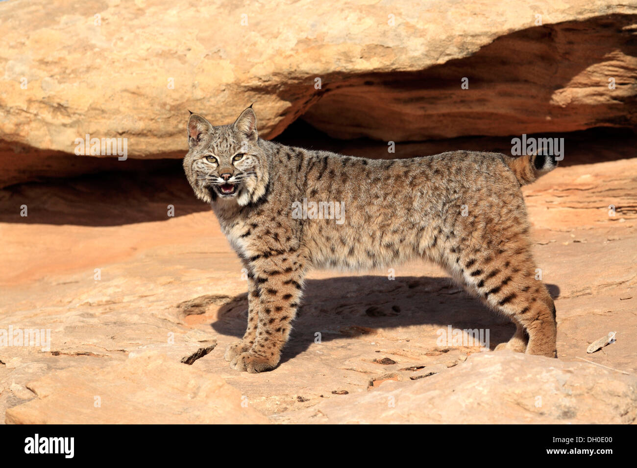 Lynx rufus hi-res stock photography and images - Alamy