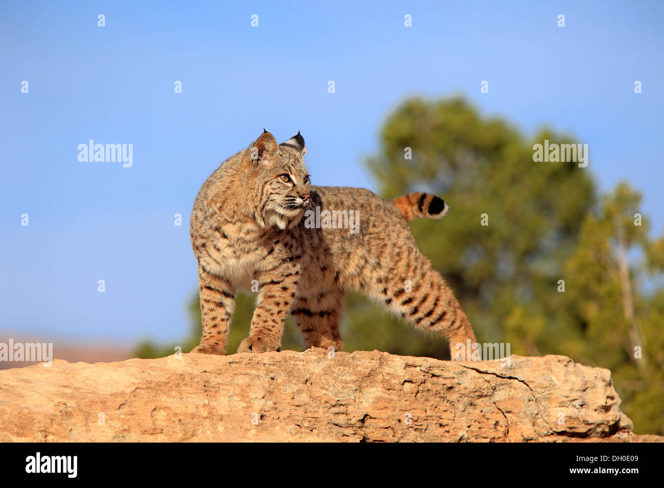 Bobcat Side View High Resolution Stock Photography and Images - Alamy