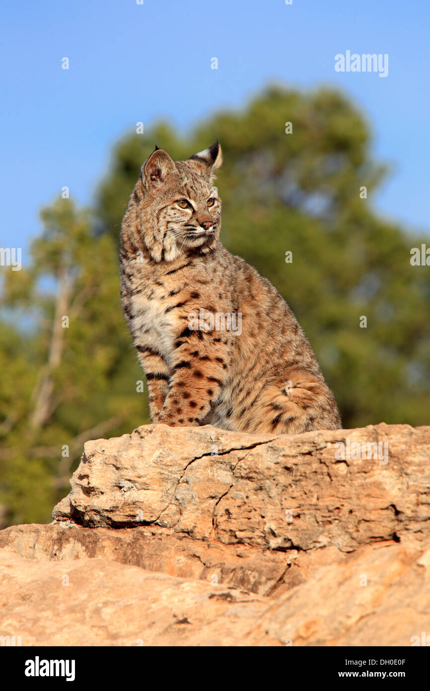 Bobcat (Lynx rufus) sitting on a rock, captive, Monument Valley, Utah ...