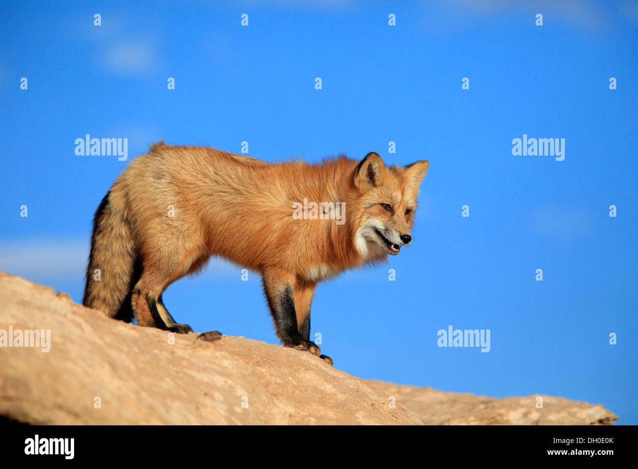Red Fox (Vulpes vulpes), adult, standing on rocks, captive, Monument ...