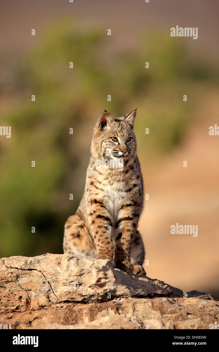 Bobcat (Lynx rufus) sitting on a rock, captive, Monument Valley, Utah ...