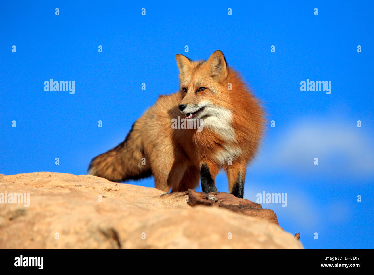 Fox standing on rocks hi-res stock photography and images - Alamy