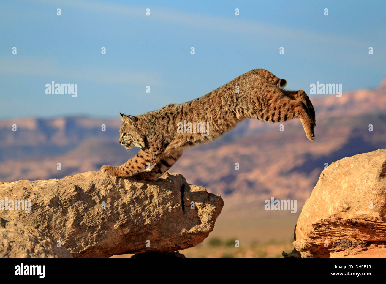 Aeluroidea felinae full body lengths full body length jump hi-res stock ...