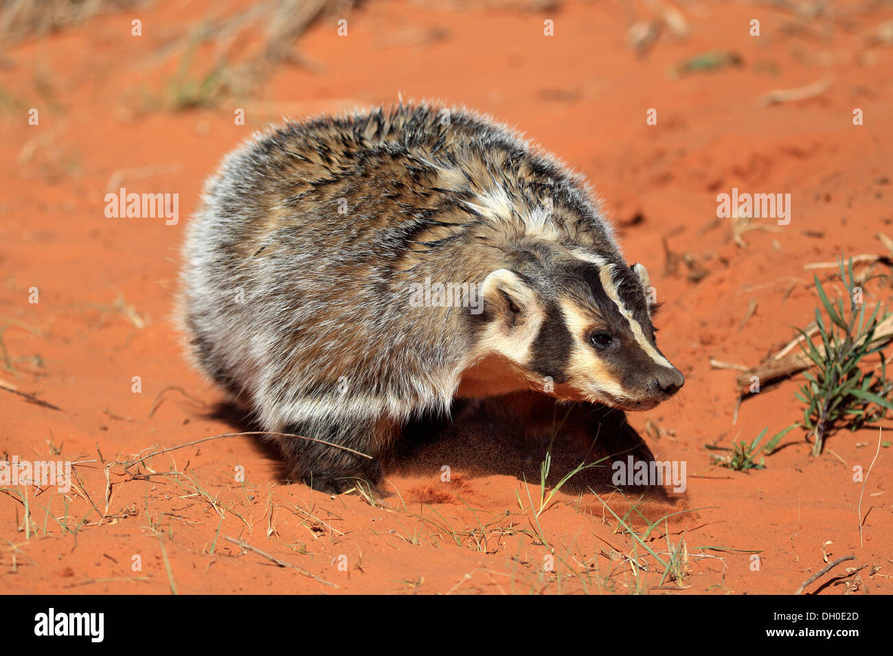 American badger hi-res stock photography and images - Alamy