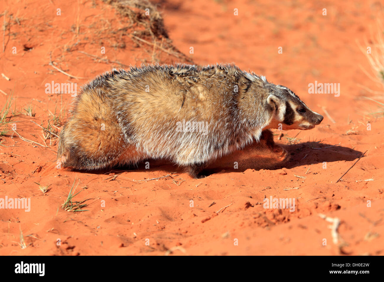 American badger hi-res stock photography and images - Alamy