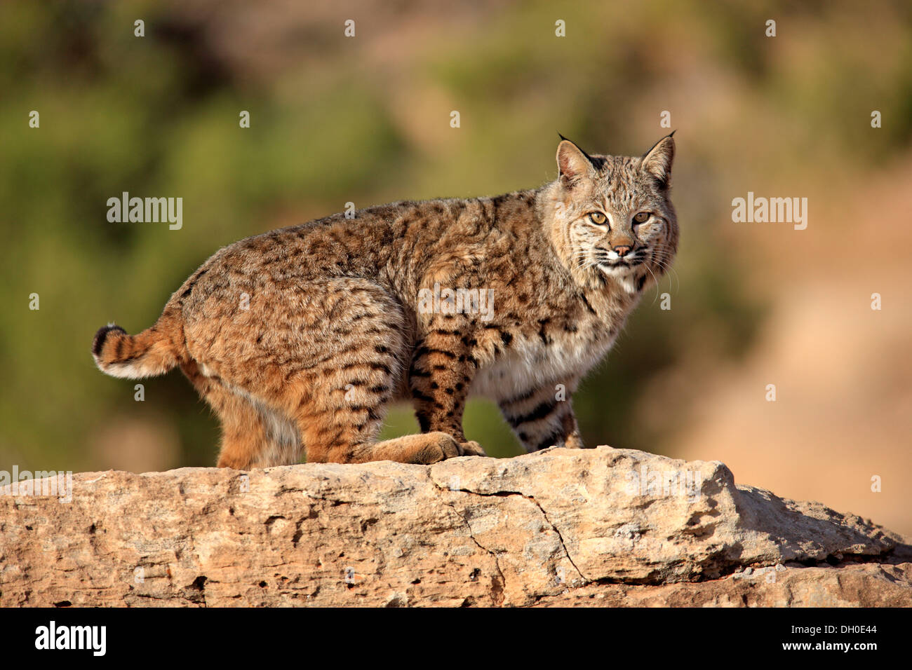 American bobcat hi-res stock photography and images - Alamy