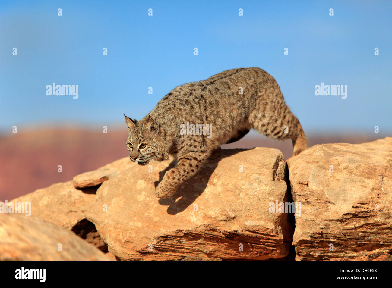 American bobcat hi-res stock photography and images - Alamy