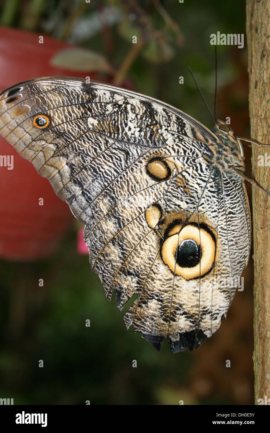 A butterfly in a butterfly garden in Mindo, Ecuador Stock Photo - Alamy