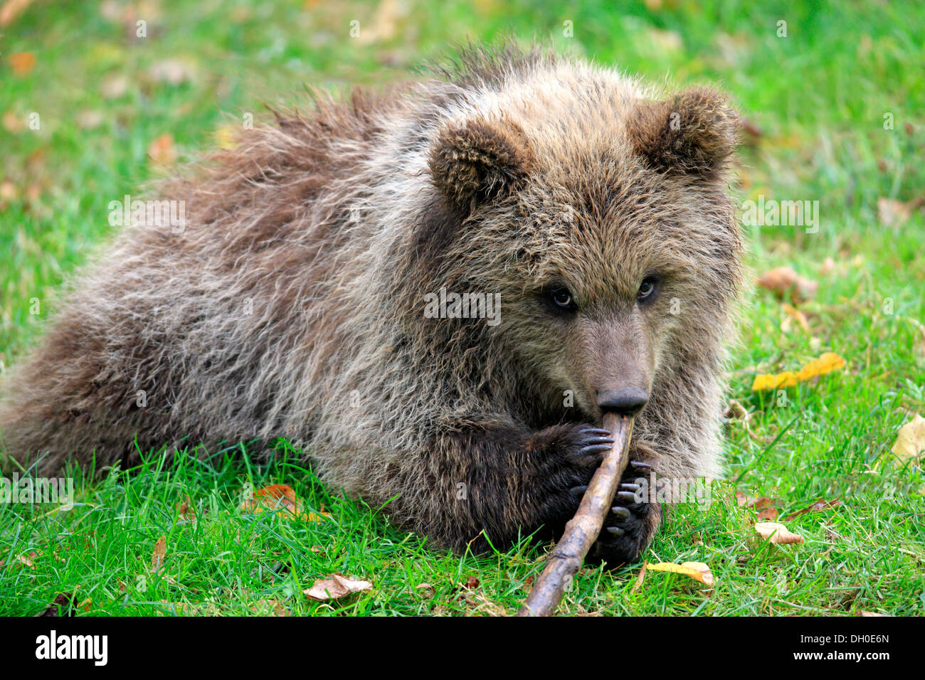 Brown bear cub with stick hi-res stock photography and images - Alamy