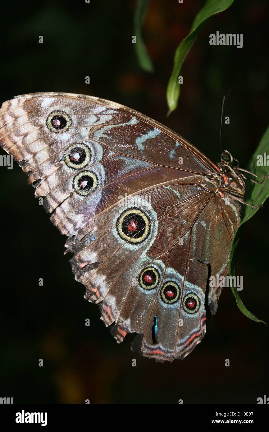 A butterfly in a butterfly garden in Mindo, Ecuador Stock Photo - Alamy