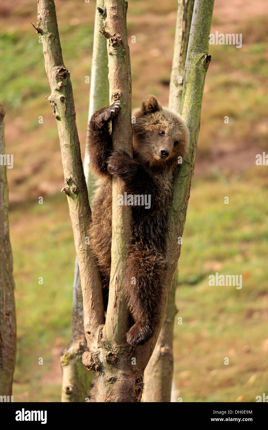 Brown Bear (Ursus arctos) cub climbing in tree, captive, Cleebronn ...