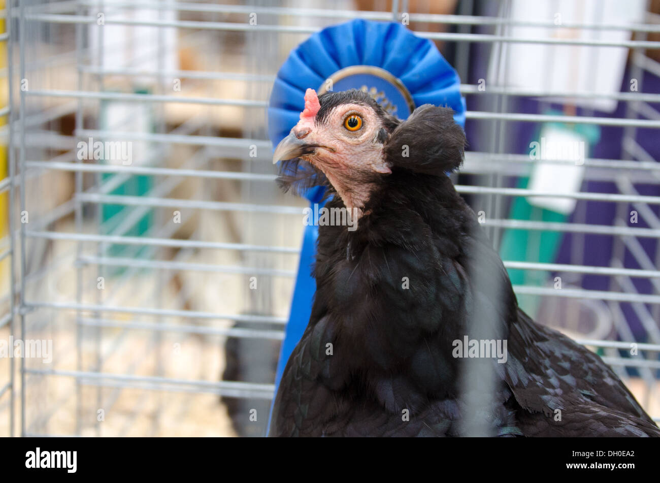 Prize-winning Araucana Clean Legged Hen with her blue ribbon Stock ...