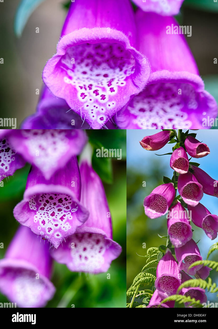 Common foxglove hi-res stock photography and images - Alamy