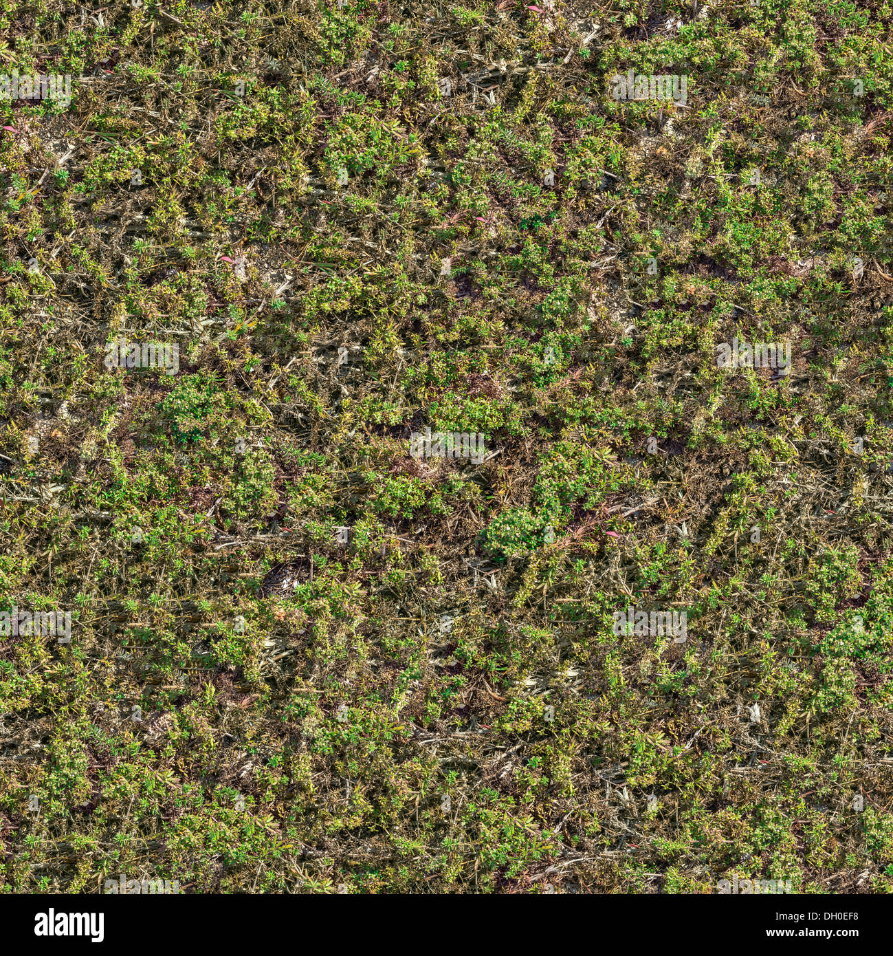 Seamless Texture of Coastal Steppe Vegetation Stock Photo - Alamy