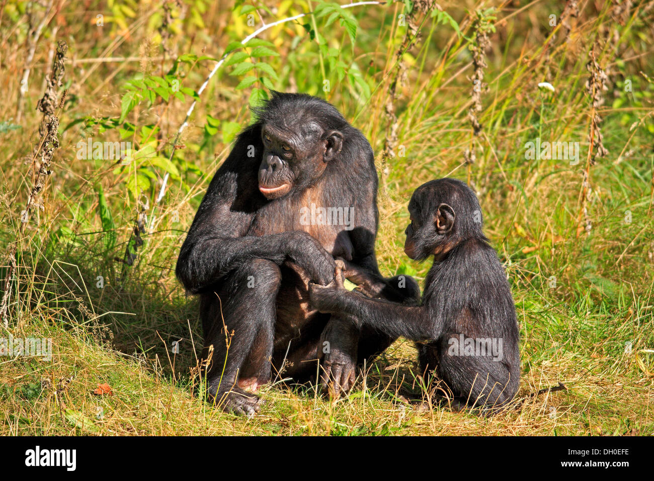 Bonobo (Pan paniscus), native to Africa, female and young, captive ...