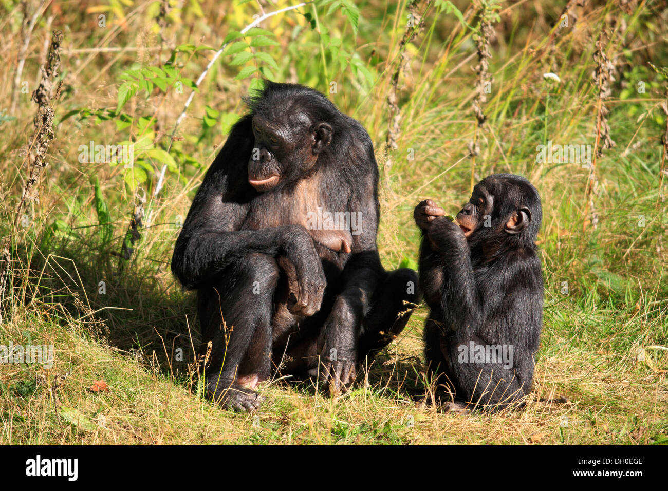 Bonobo (Pan paniscus), native to Africa, female and young, captive ...