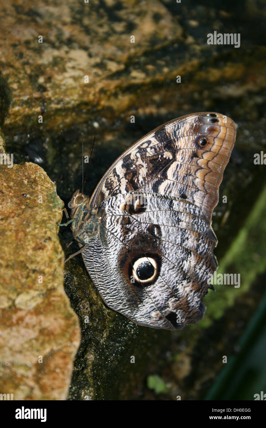 A butterfly in a butterfly garden in Mindo, Ecuador Stock Photo - Alamy
