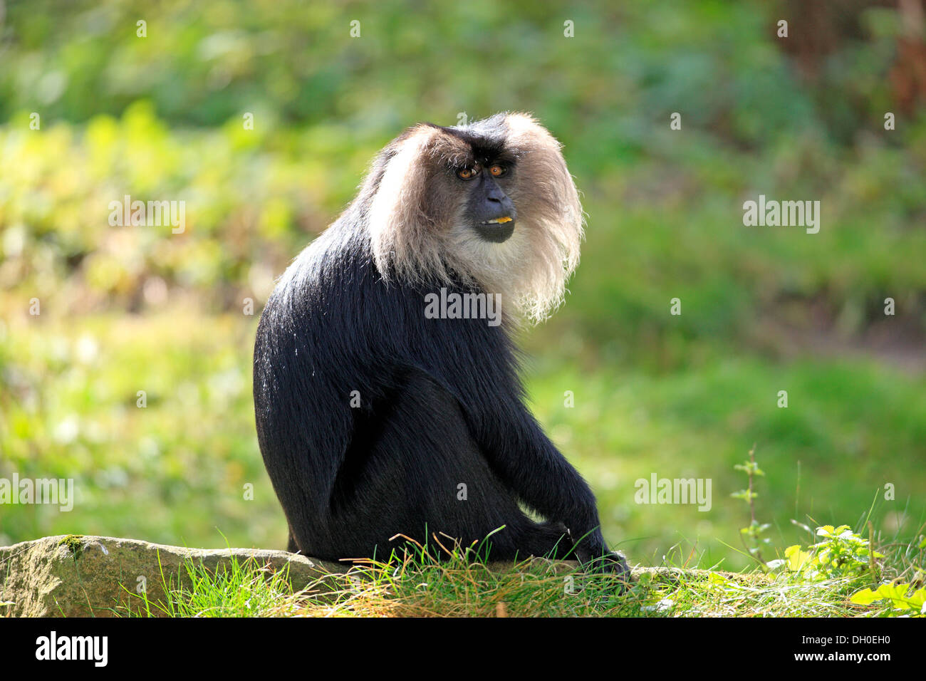 Lion-tailed Macaque or Wanderoo (Macaca silenus), adult, sitting on ...