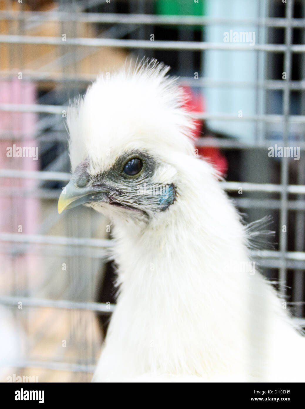 A fluffy white Feather Leg Silkie chicken on display at an agricultural ...