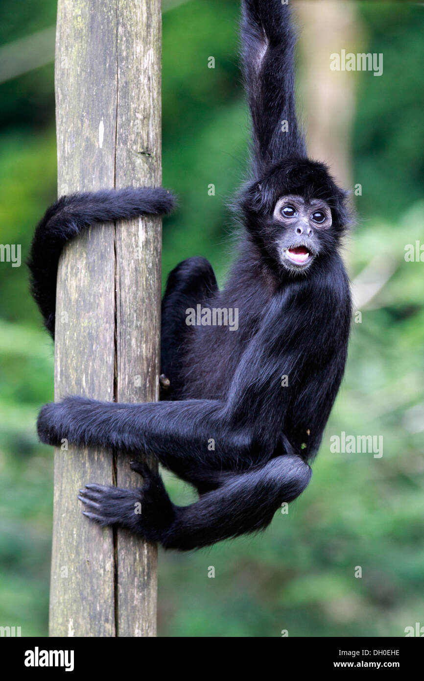 Black headed spider monkey hi-res stock photography and images - Alamy