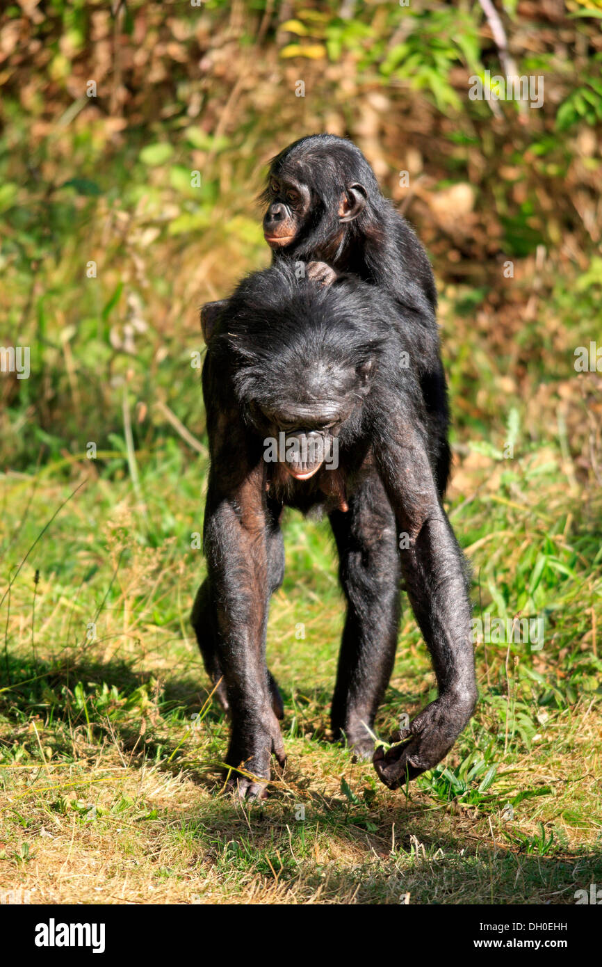 Bonobo (Pan paniscus), native to Africa, female and young, captive ...