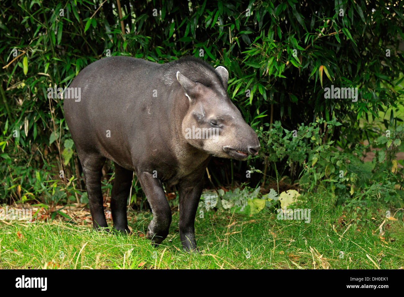 South American Tapir (Tapirus terrestris) adult, standing, captive ...