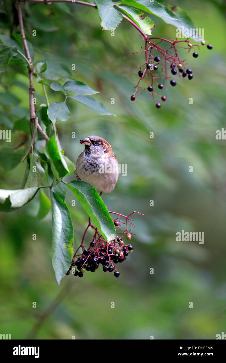 Eat berries bird hi-res stock photography and images - Alamy