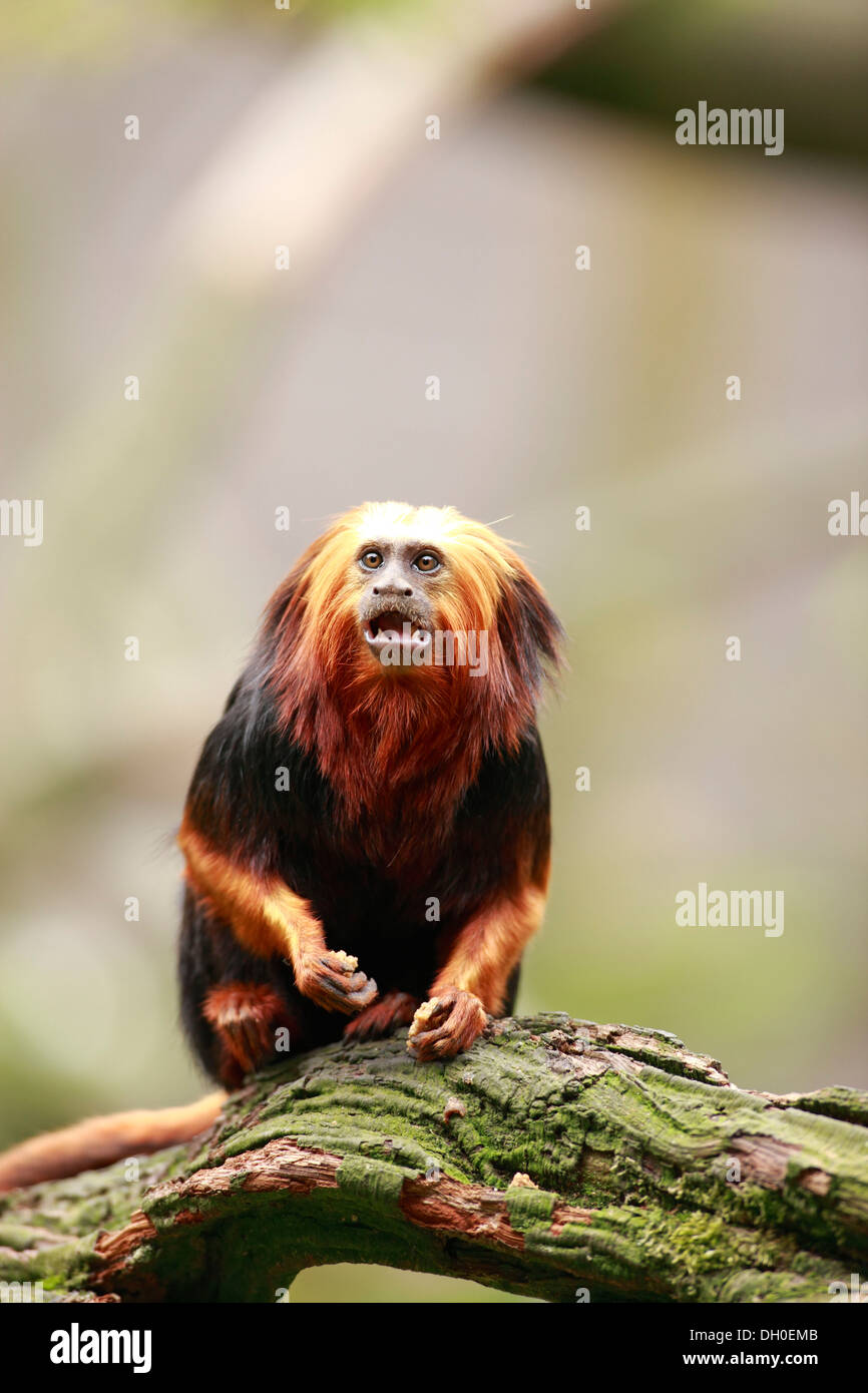 Tamarin leontopithecus chrysomelas hi-res stock photography and images ...