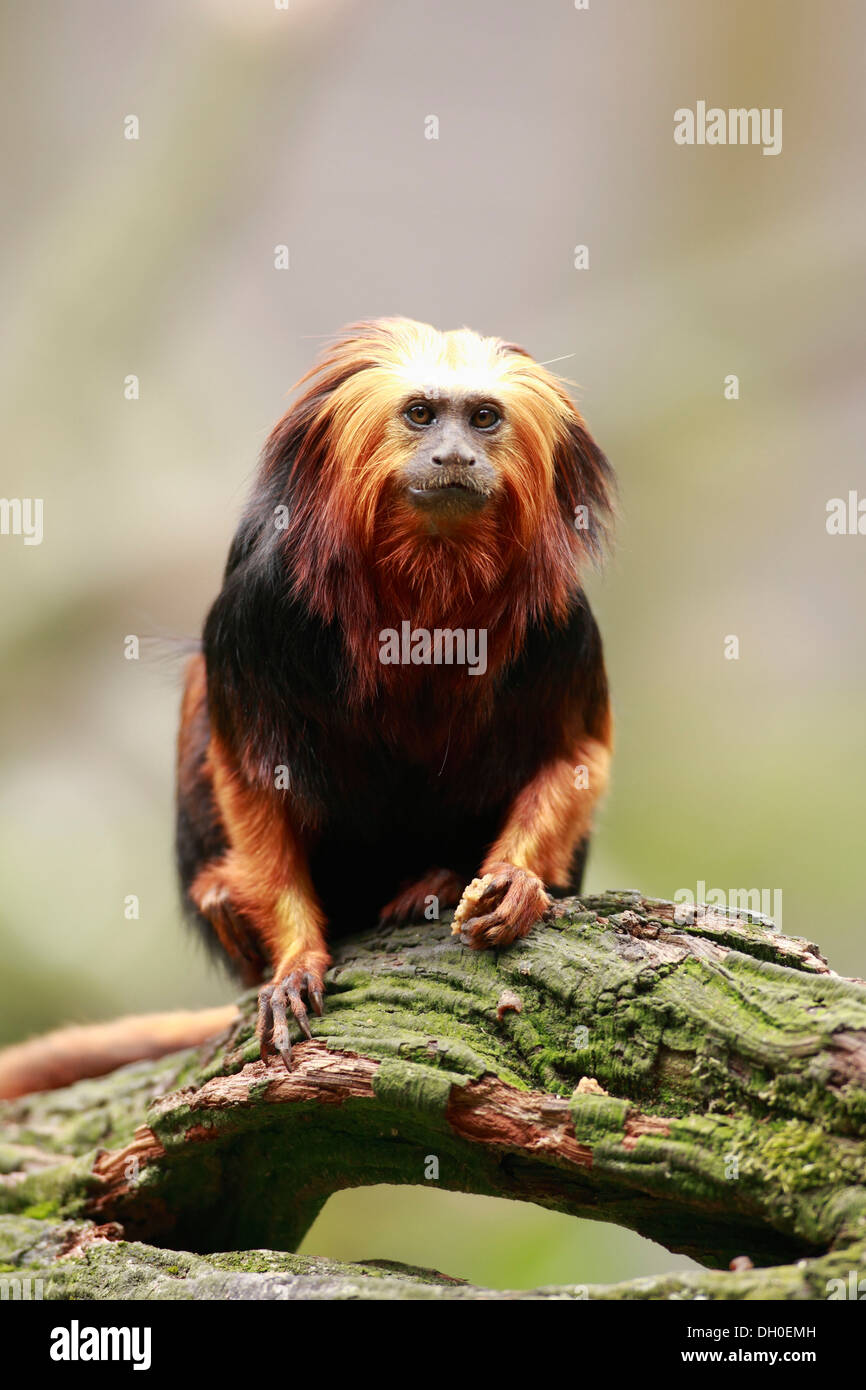Tamarin leontopithecus chrysomelas hi-res stock photography and images ...