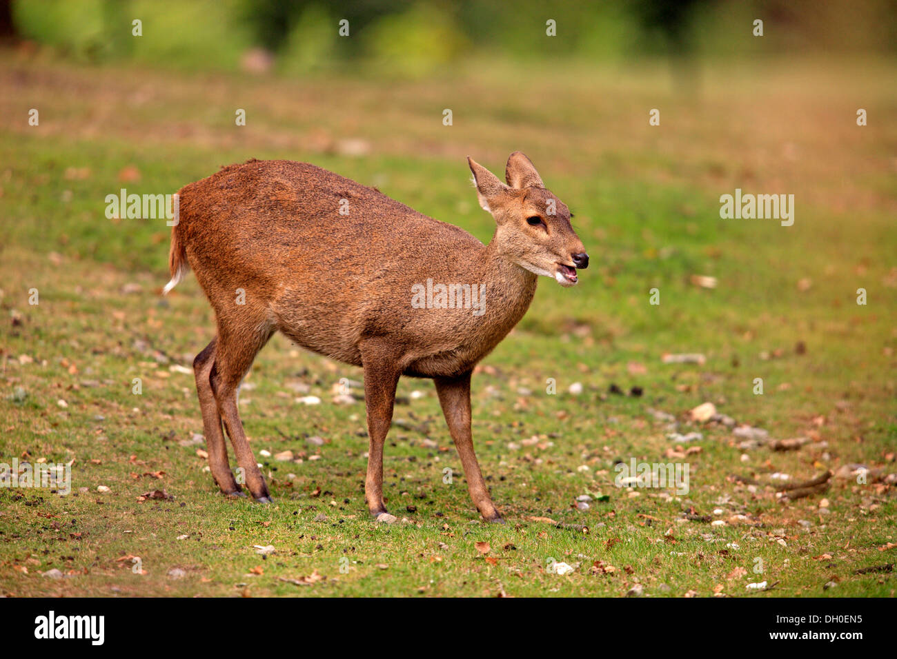 Brow-antlered Deer, Eld's Deer or Thamin (Rucervus eldii), native to ...