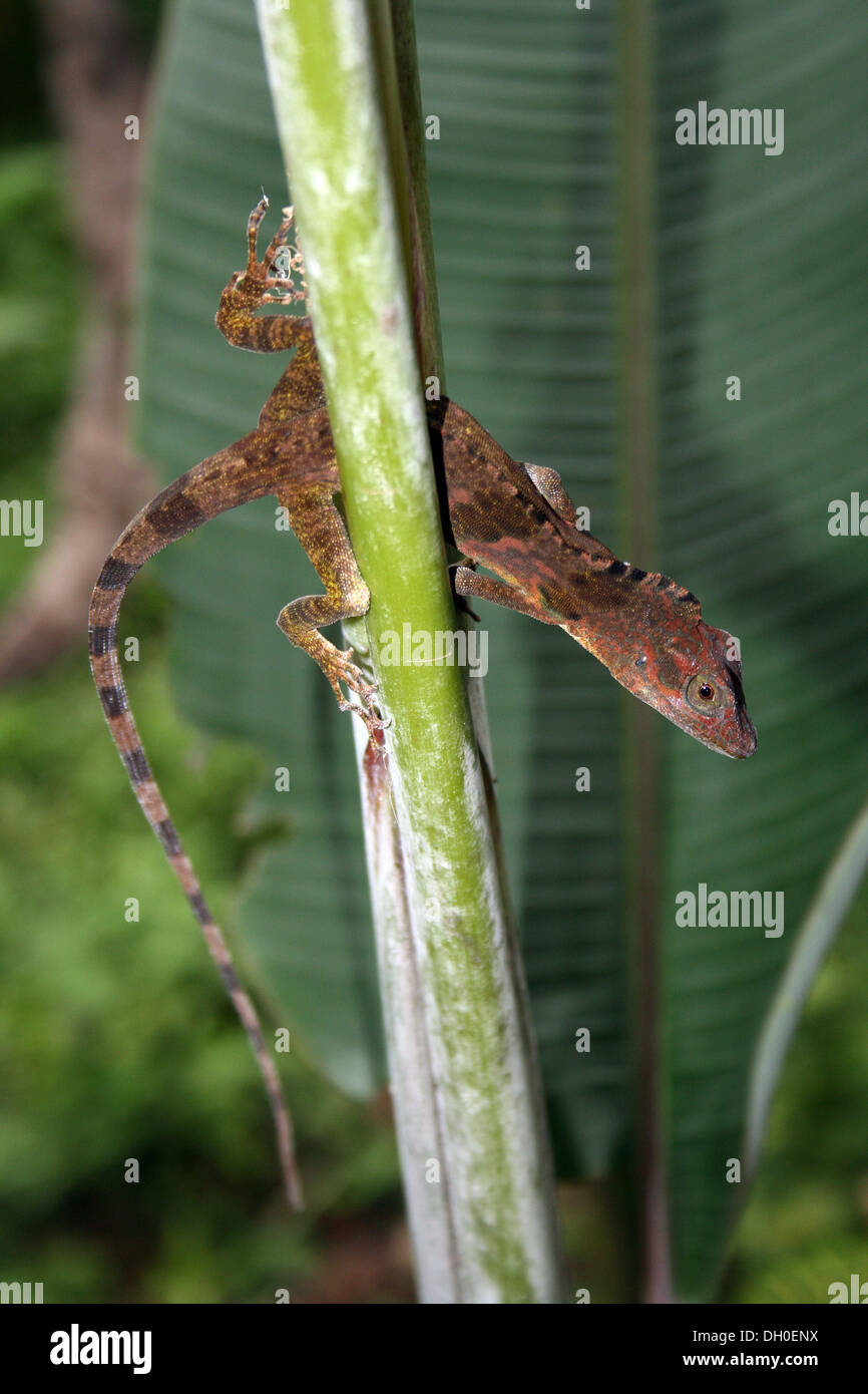 A lizard on a banana plant in the cloud forest in Mindo, Ecuador Stock ...