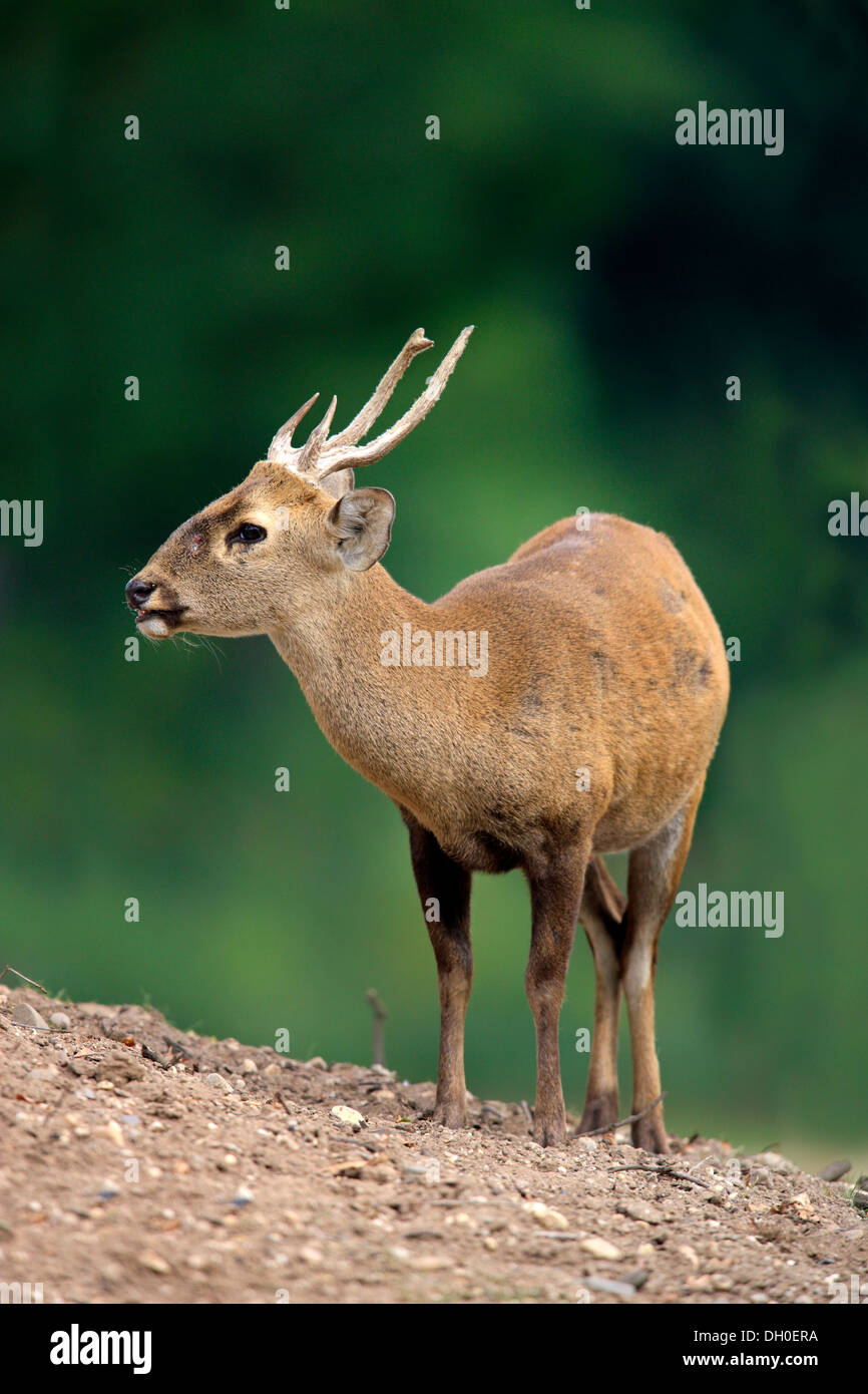 Brow-antlered Deer, Eld's Deer or Thamin (Rucervus eldii), native to ...
