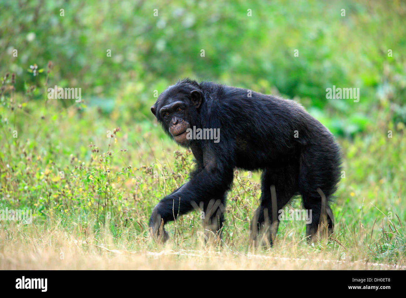 Chimpanzee Standing Side Profile