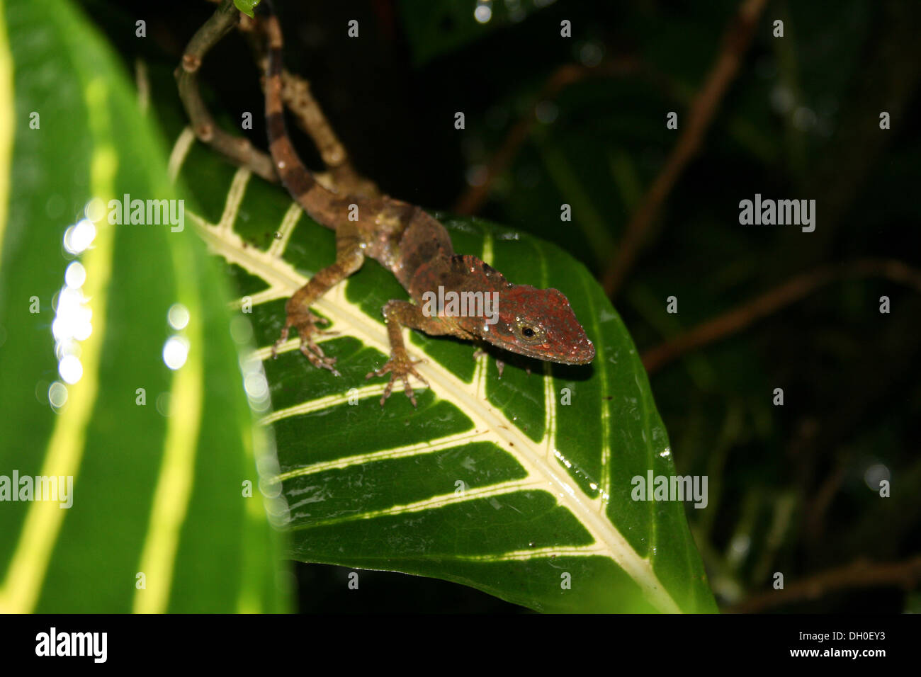 A lizard on a banana plant in the cloud forest in Mindo, Ecuador Stock ...