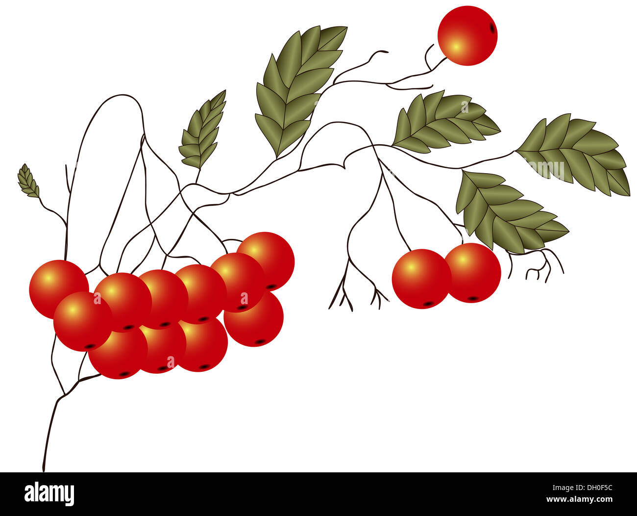 Rowan illustration Cut Out Stock Images & Pictures - Alamy