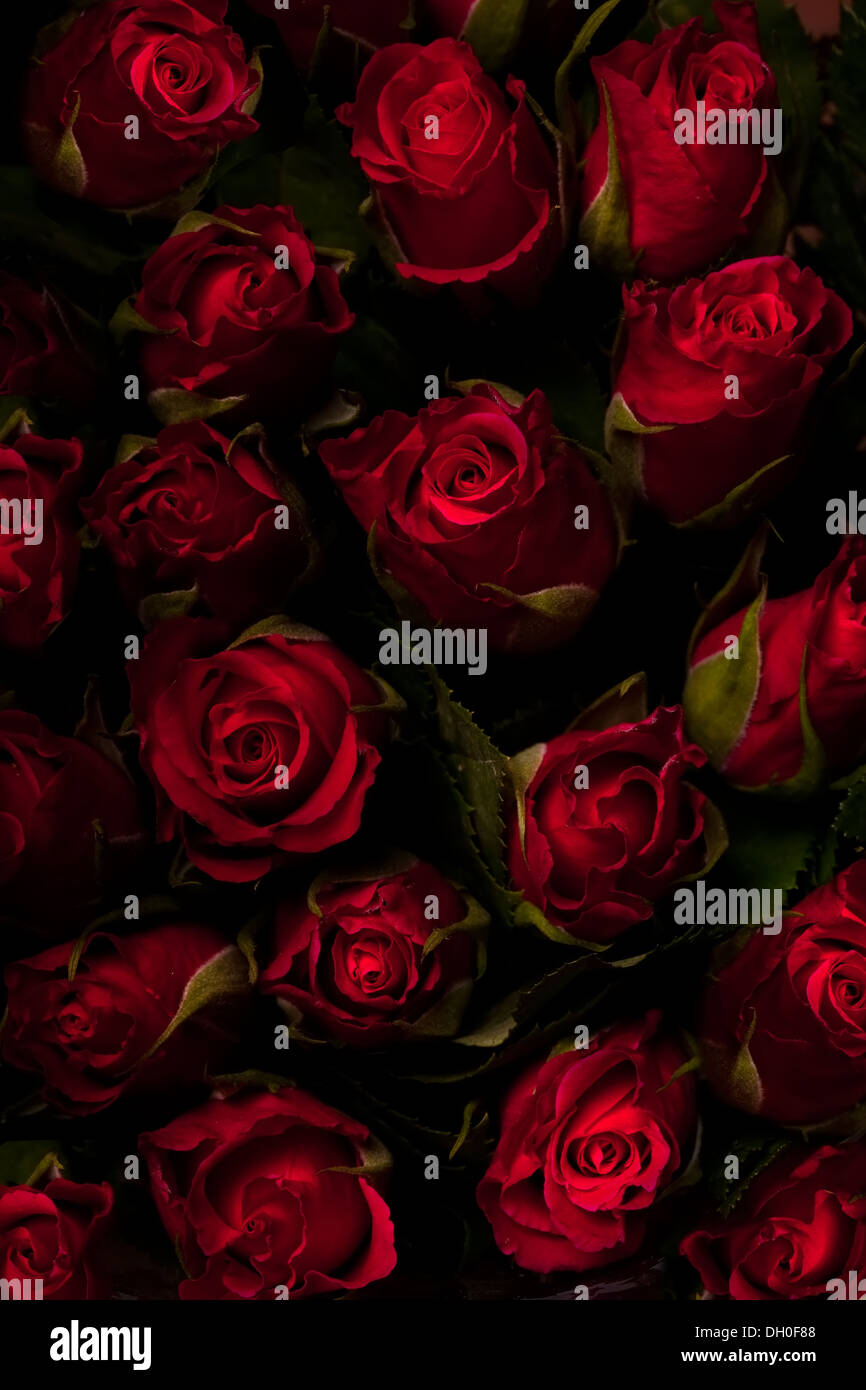 Black And Red Roses Wallpaper