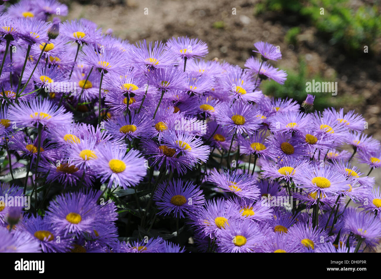 China aster blumen hi-res stock photography and images - Alamy