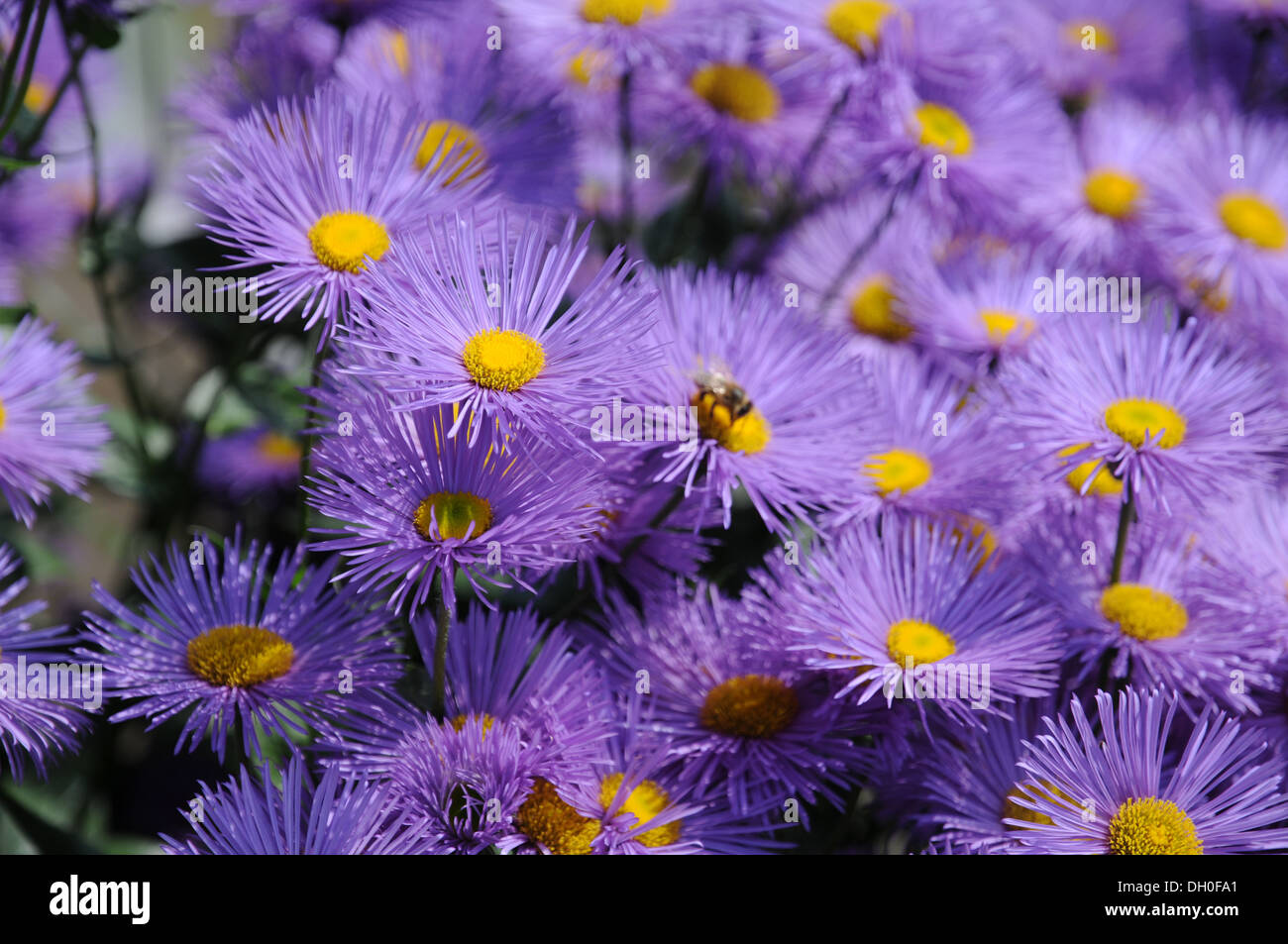 Chinese aster hi-res stock photography and images - Alamy